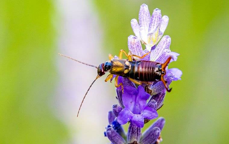 Gilbert’s Guide To Effective Earwig Control