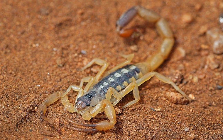Scorpions In Gilbert: What You Should Know