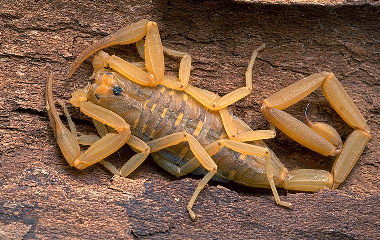 Five Ways To Keep Scorpions Away From Your Phoenix Home